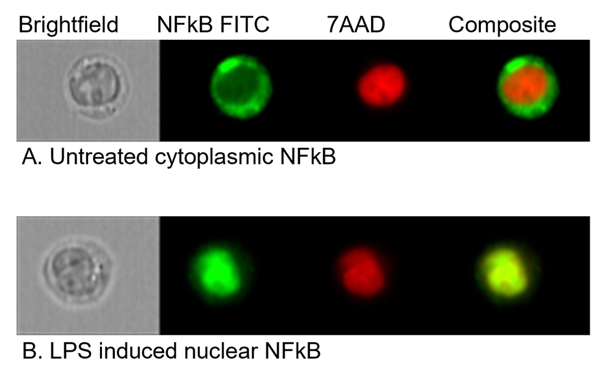 Imaging Flow Cytometry and Flow Cytometric Analysis Core - University ...