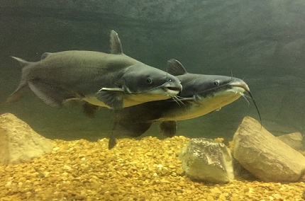 Catfish Laboratory - University of Mississippi Medical Center